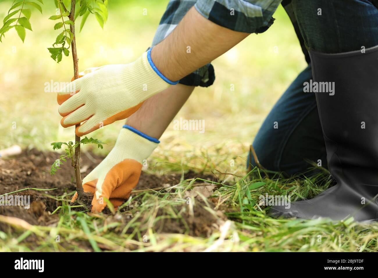 Man planting tree in garden Stock Photo - Alamy