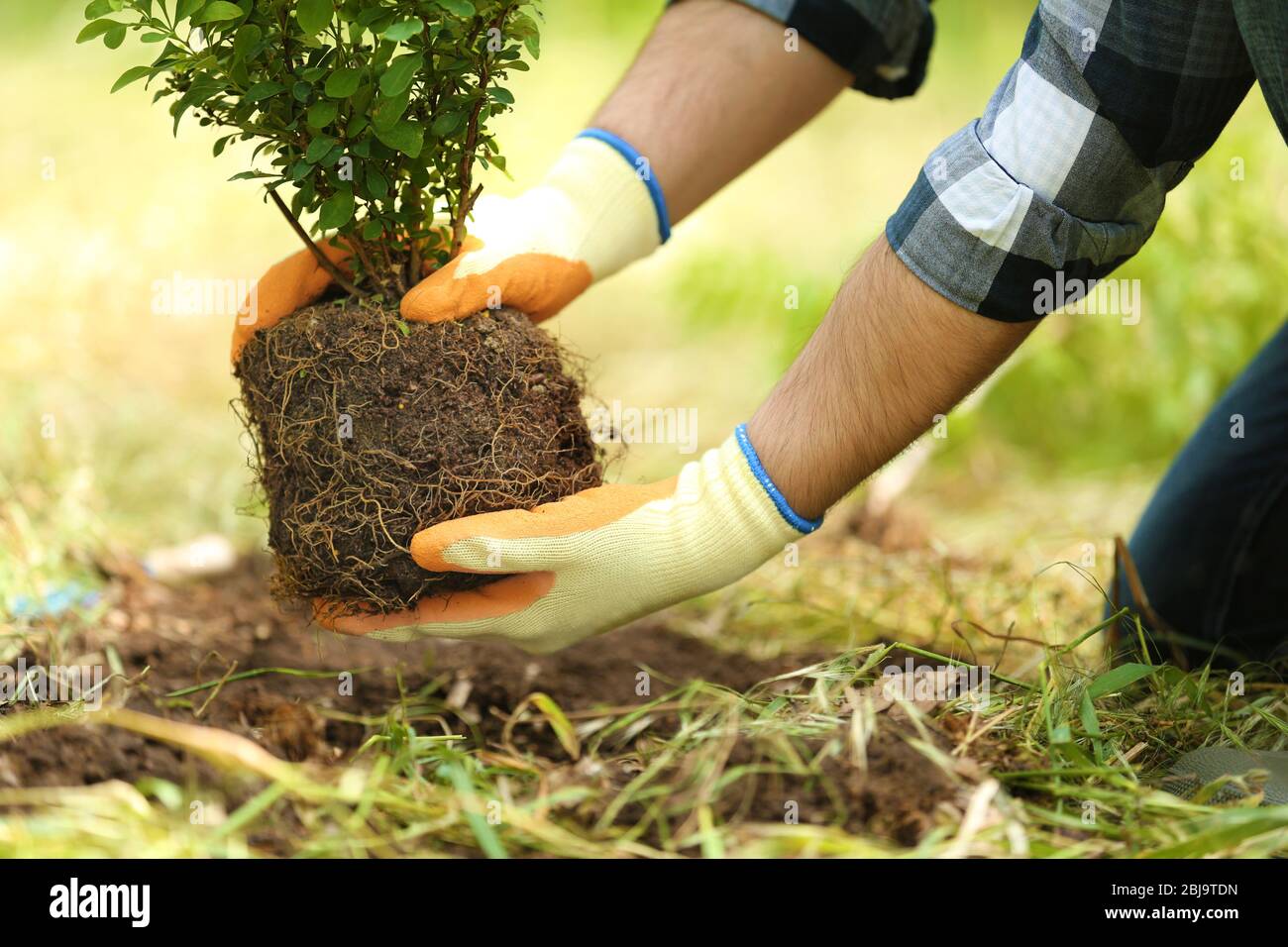 Man planting tree in garden Stock Photo - Alamy