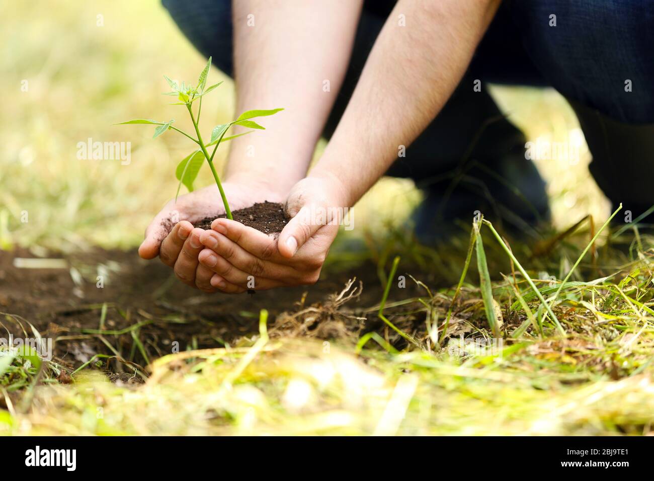 Man planting tree in garden Stock Photo - Alamy