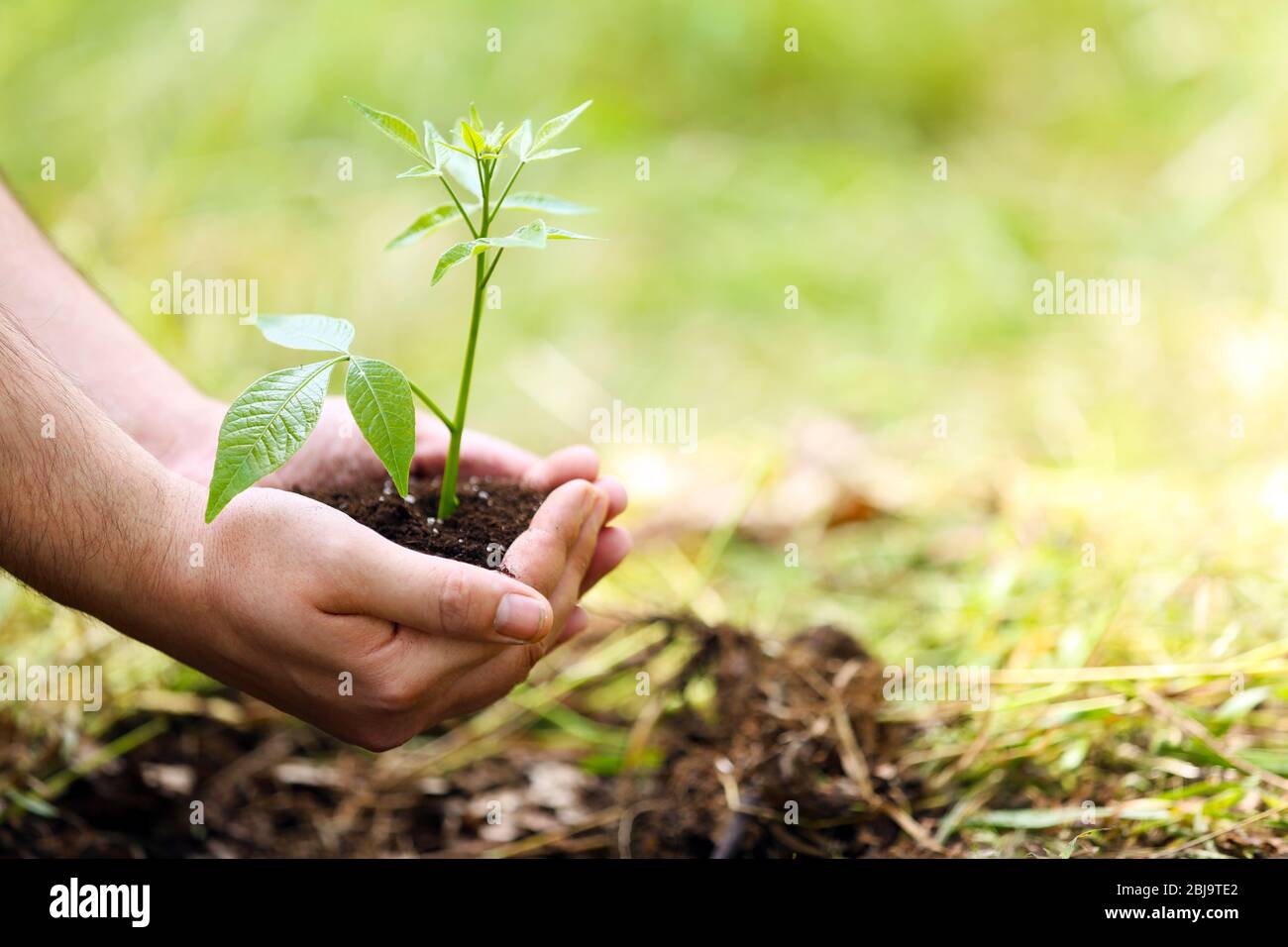 Man planting tree in garden Stock Photo - Alamy