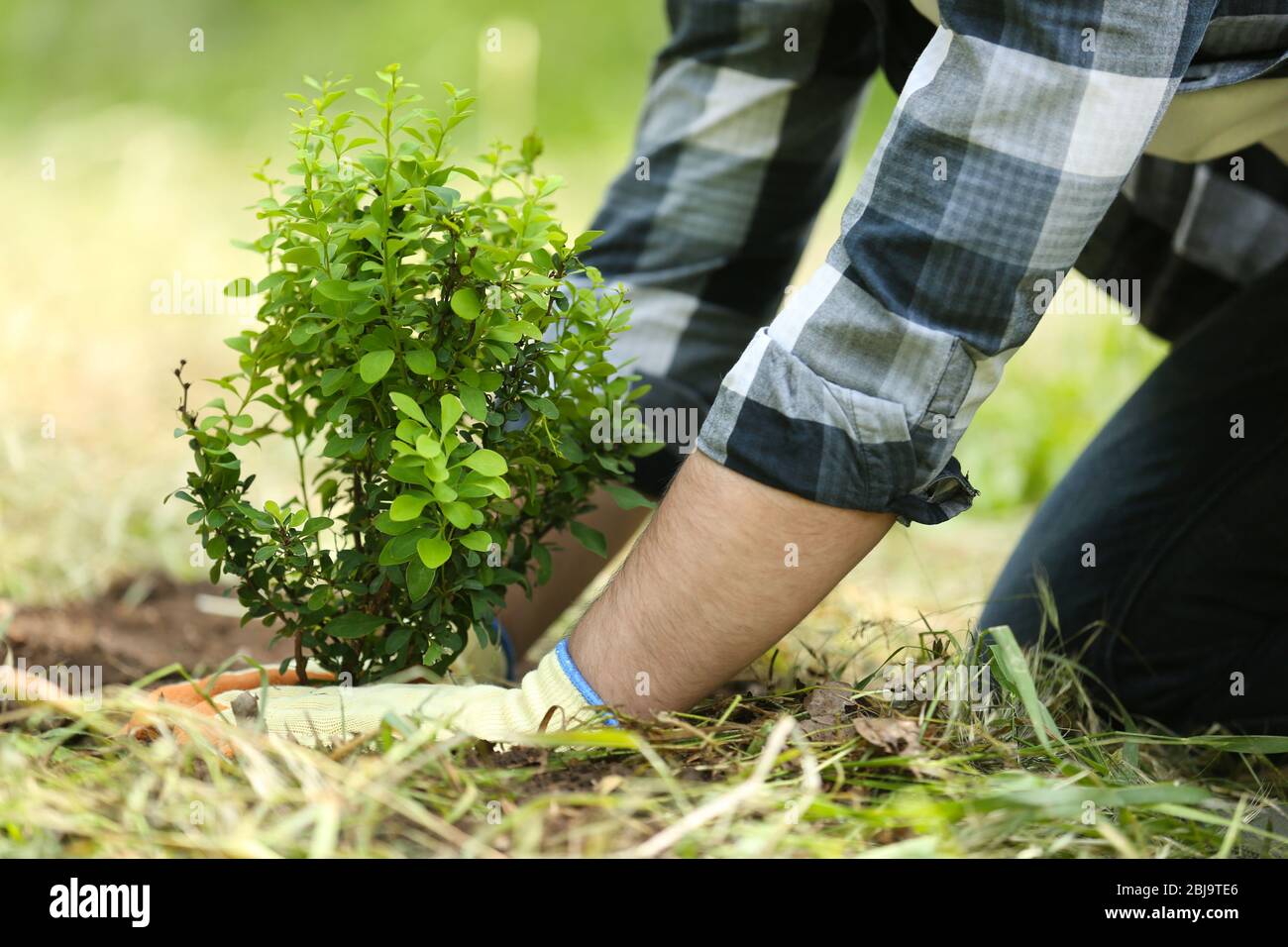 Man planting tree in garden Stock Photo - Alamy