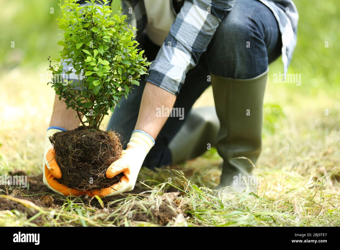 Man planting tree in garden Stock Photo - Alamy