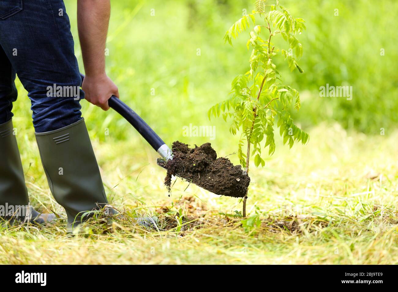 Man planting tree in garden Stock Photo - Alamy