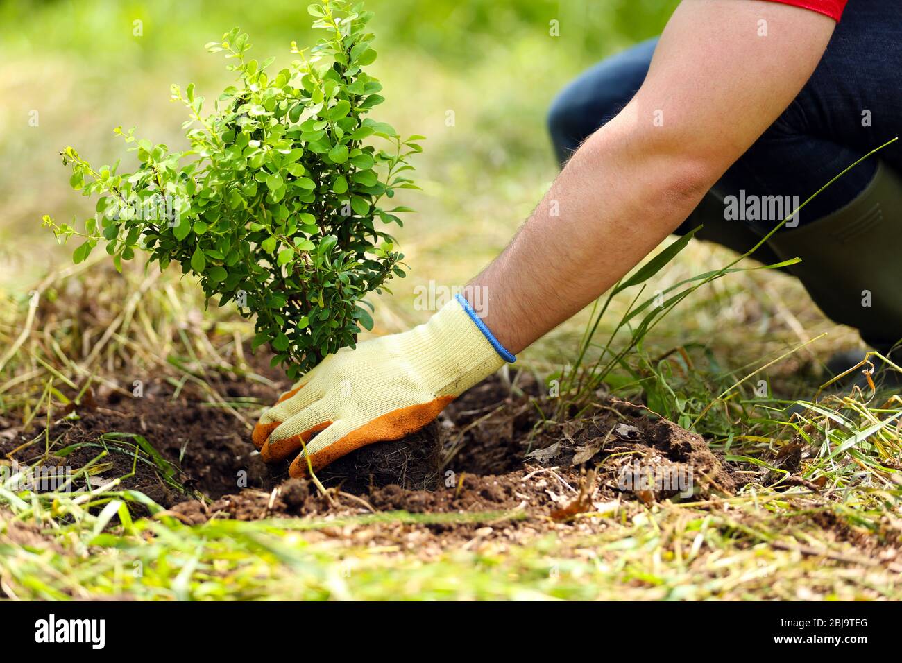 Man planting tree in garden Stock Photo - Alamy