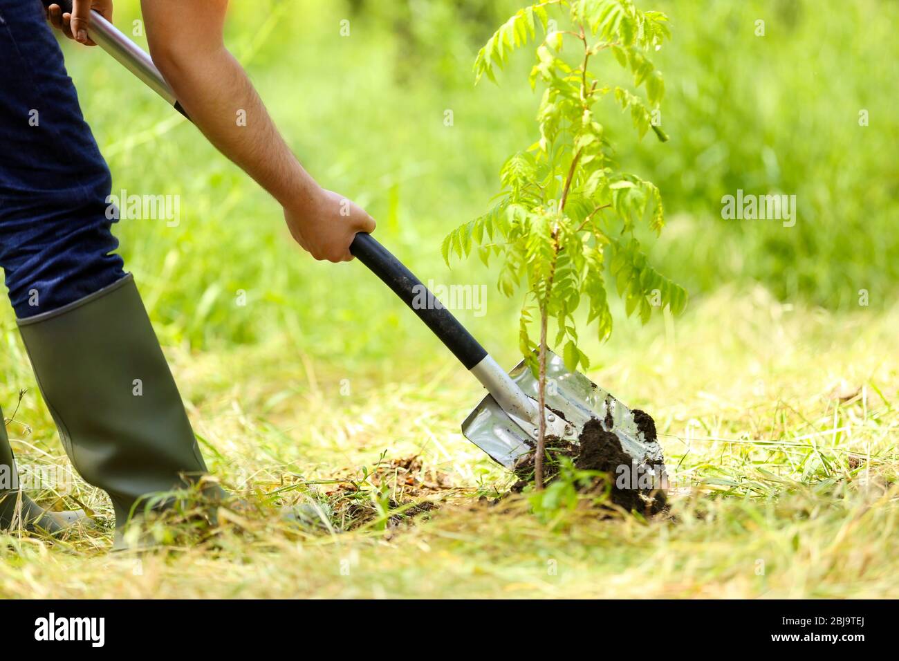 Man planting tree in garden Stock Photo - Alamy