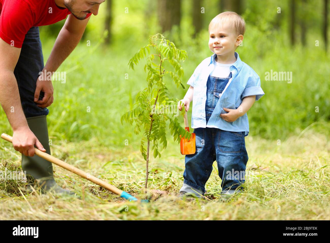 Green baby rubber plant hi-res stock photography and images - Alamy
