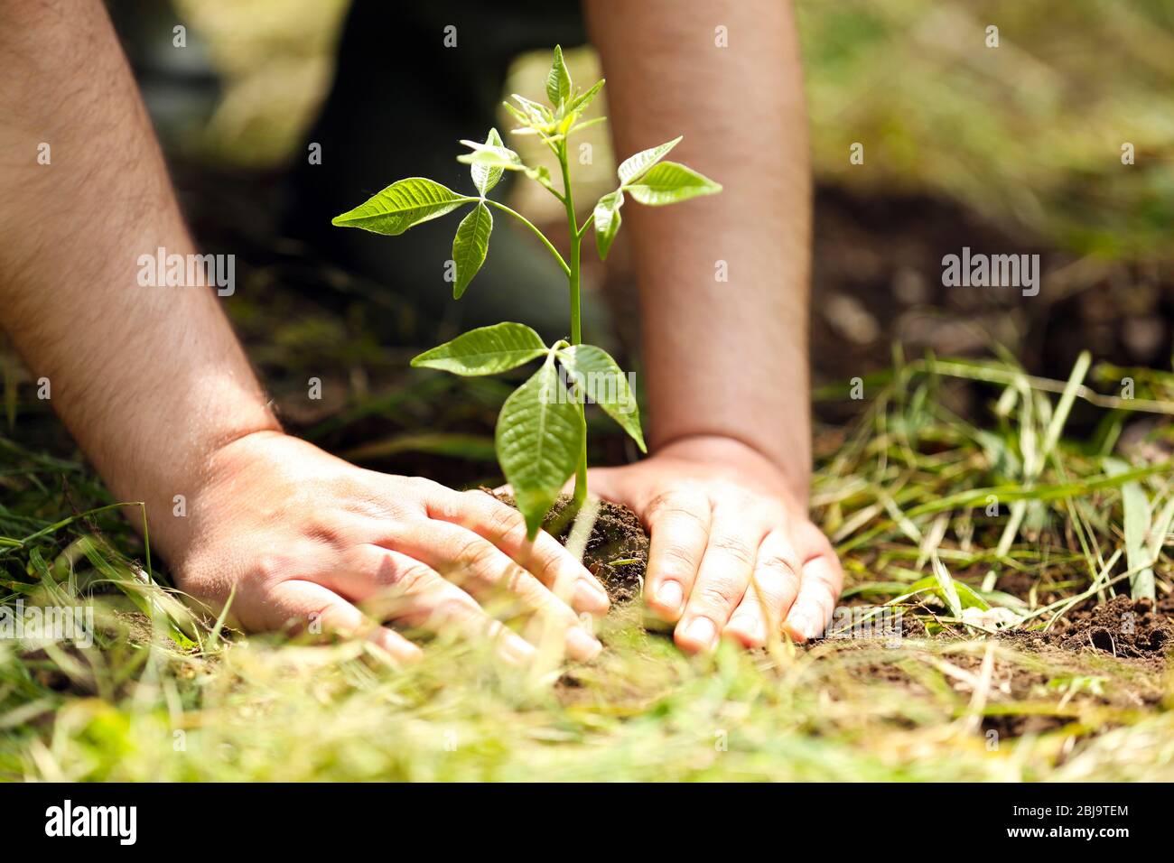 Man planting tree in garden Stock Photo - Alamy