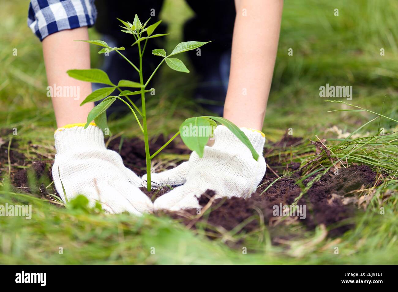 Woman planting tree hi-res stock photography and images - Alamy