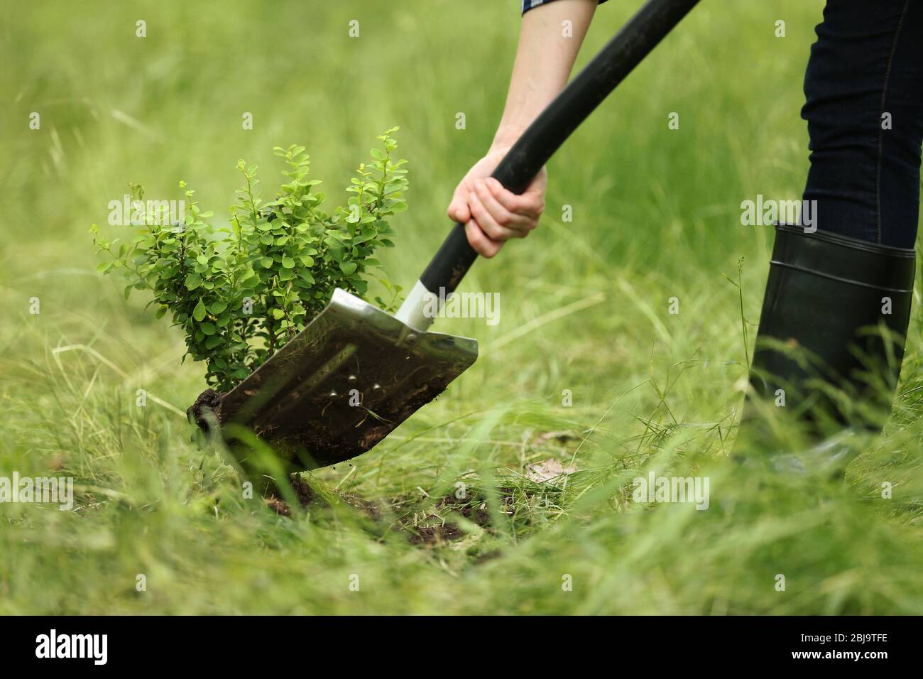 Woman planting tree in garden Stock Photo - Alamy