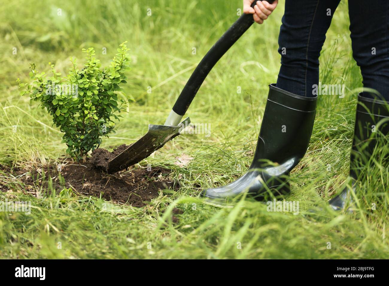 Woman planting tree in garden Stock Photo - Alamy