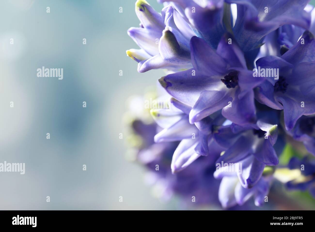 Blue hyacinth, closeup Stock Photo - Alamy