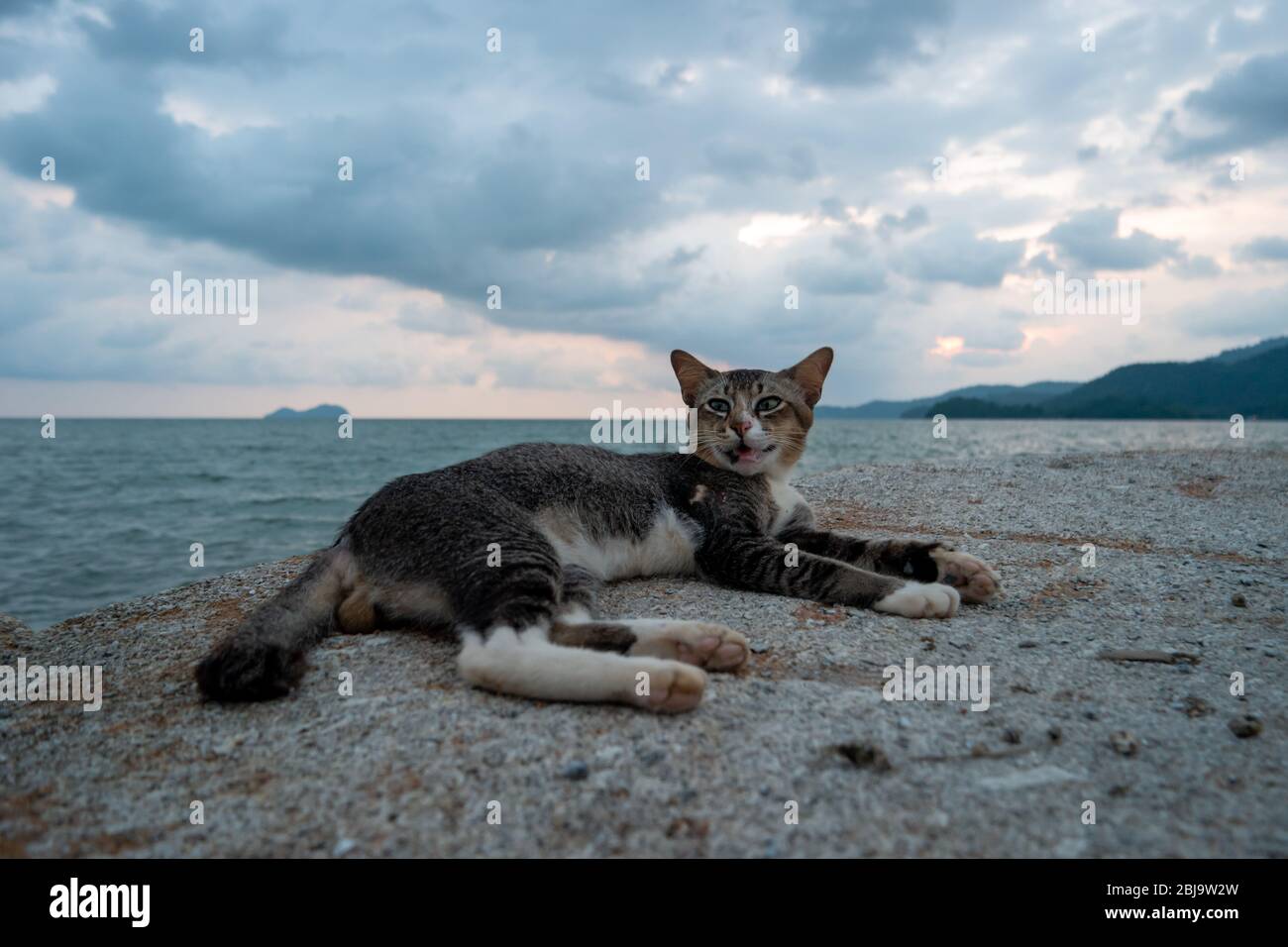 Cat near seaside hi-res stock photography and images - Alamy