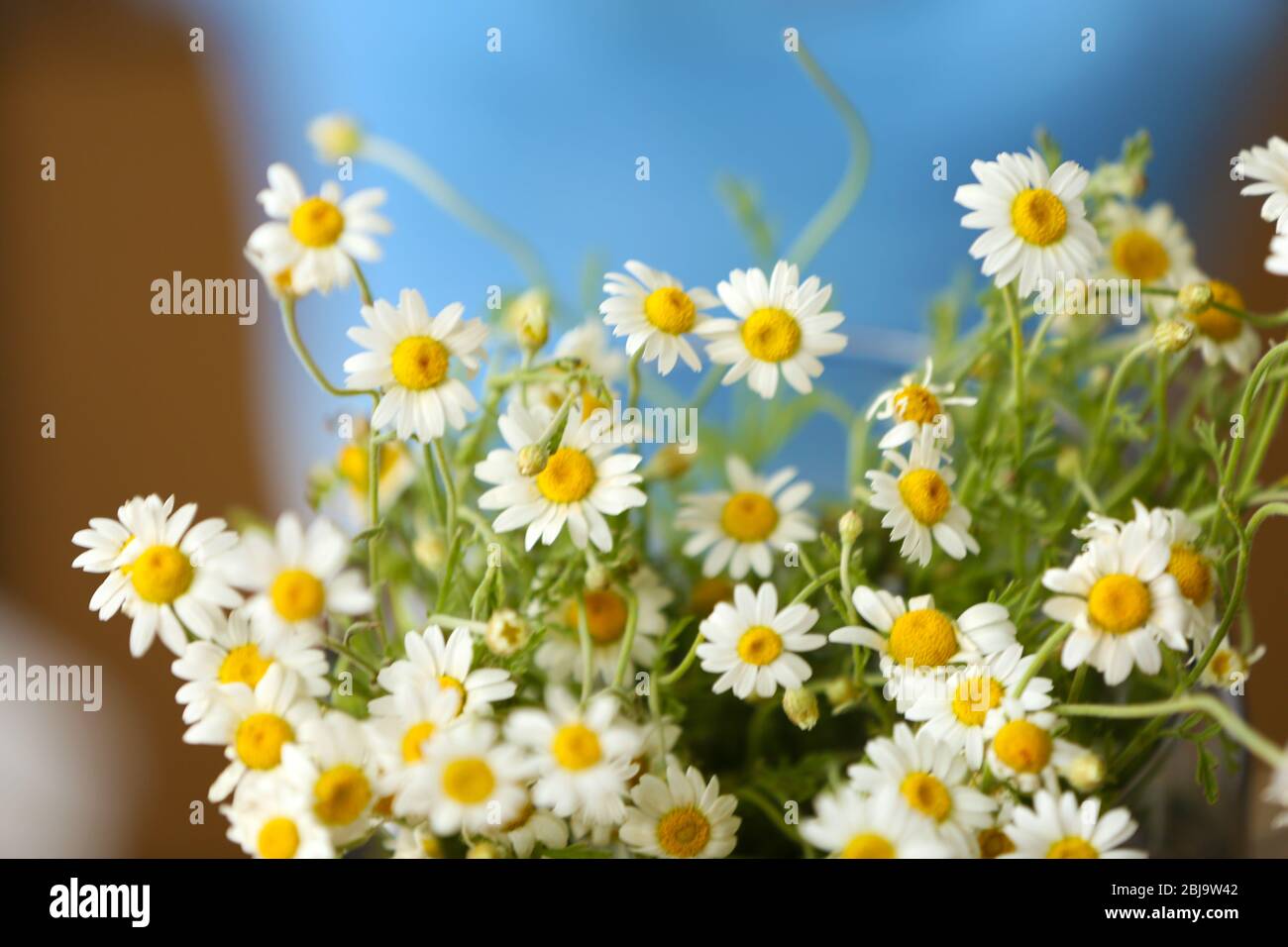 Chamomile bouquet, closeup Stock Photo - Alamy