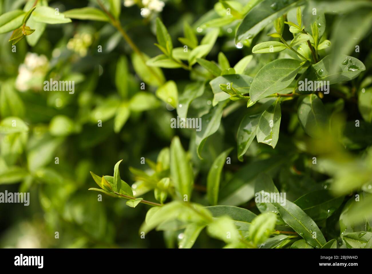 Fresh green bush background Stock Photo - Alamy