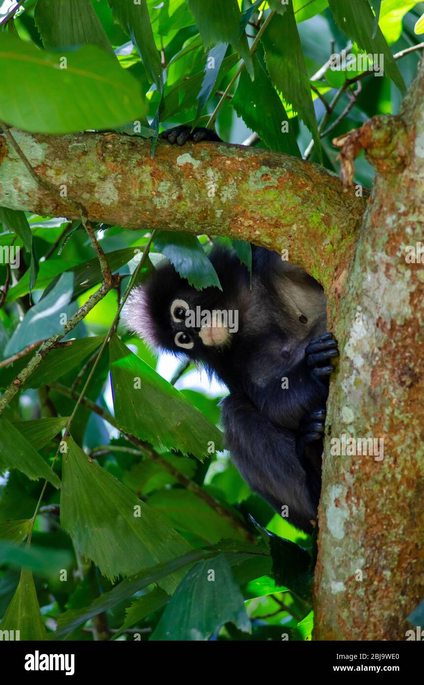 Dusky Leaf Monkey (Trachypithecus obscurus) at Penang Stock Photo - Alamy