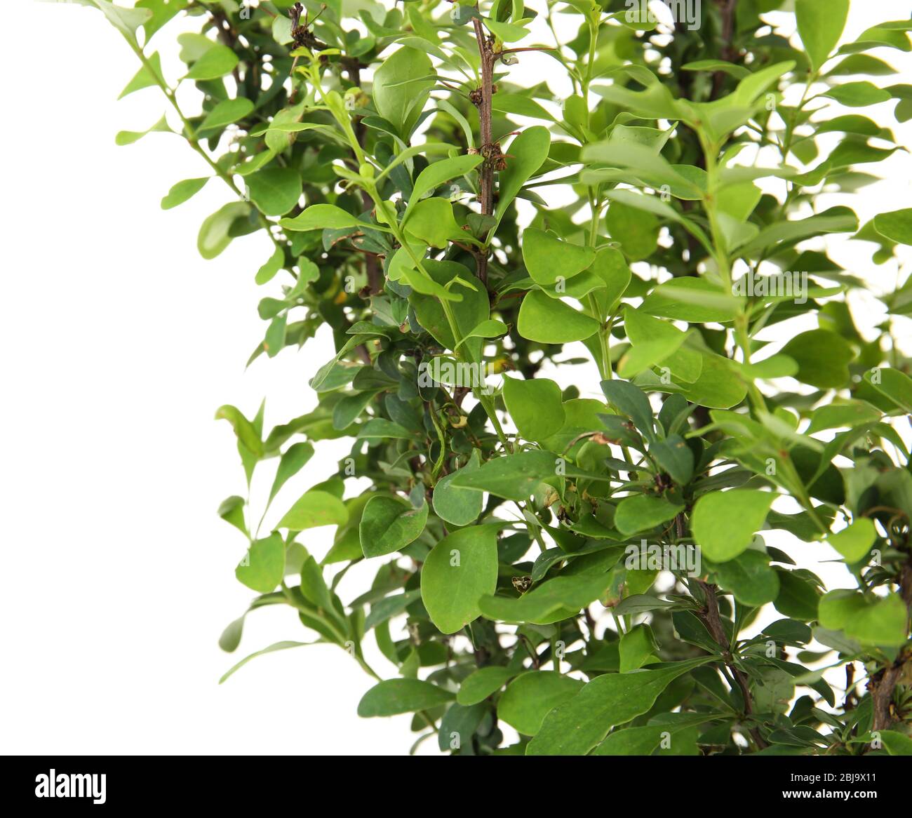 Green plant, isolated on white Stock Photo - Alamy