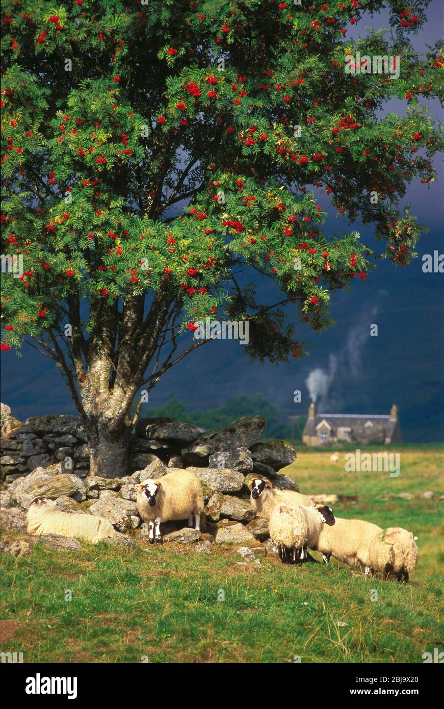 Scottish sheep in situ with rowan tree Stock Photo - Alamy