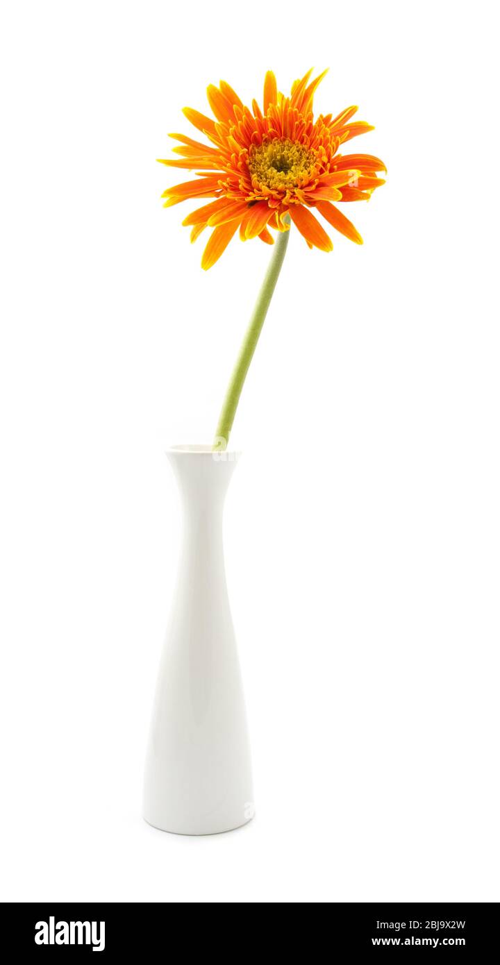 single gerbera flower yellow on vase isolated on white background Stock ...
