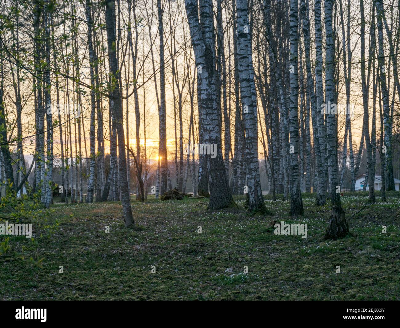 birch grove in spring, early morning, backlight picture Stock Photo - Alamy