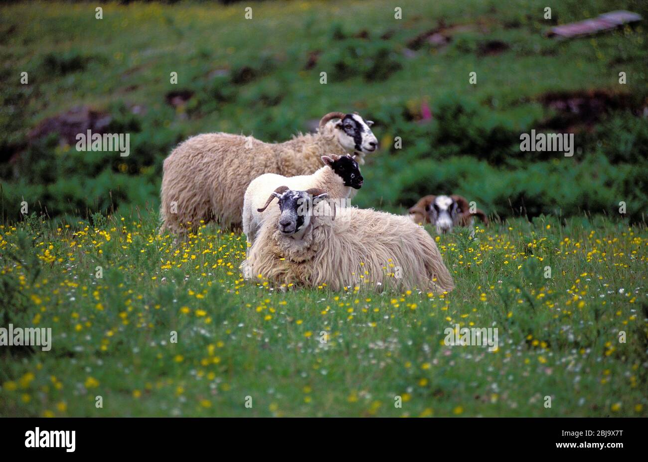 Scottish farming animals hi-res stock photography and images - Alamy