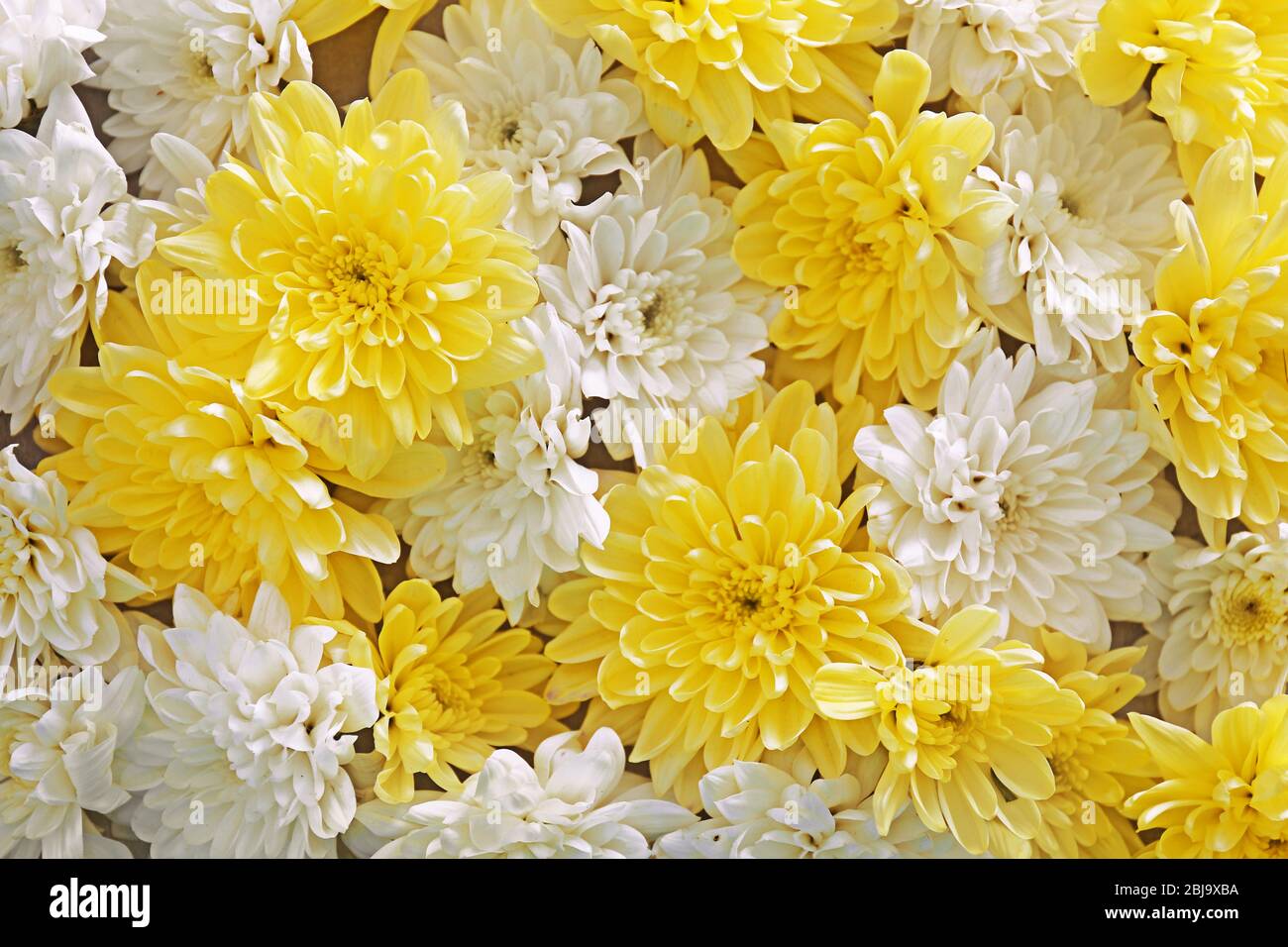 Colorful pattern of flower texture Stock Photo - Alamy