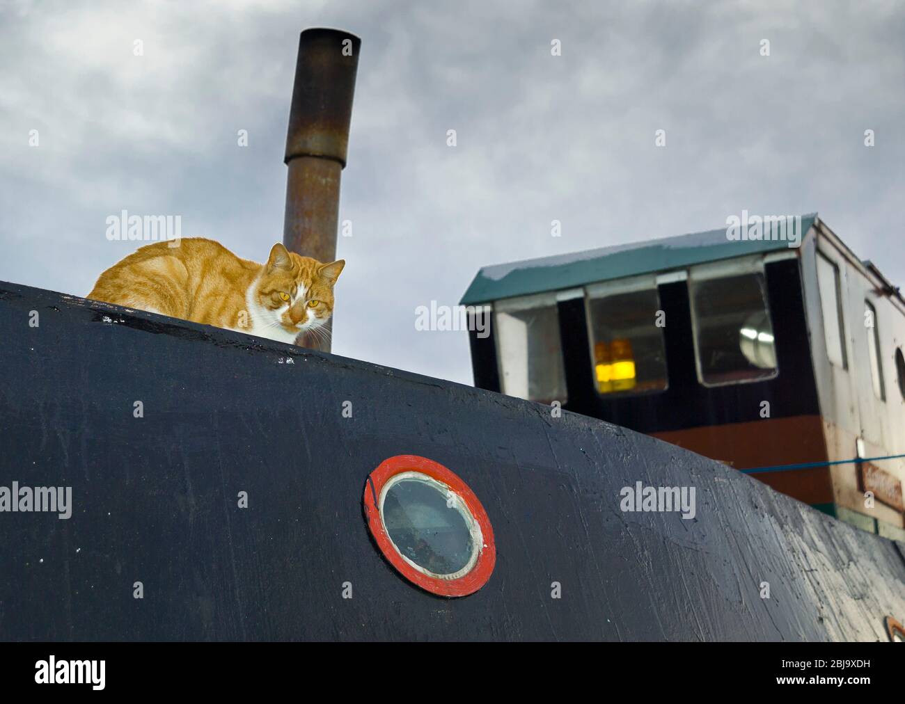 cat on fishing boat Stock Photo - Alamy