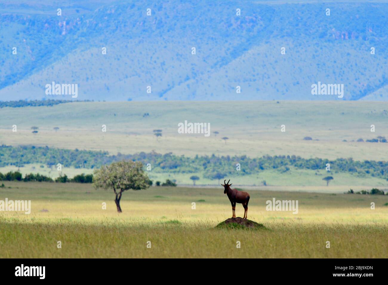 Mara triangle hi-res stock photography and images - Alamy