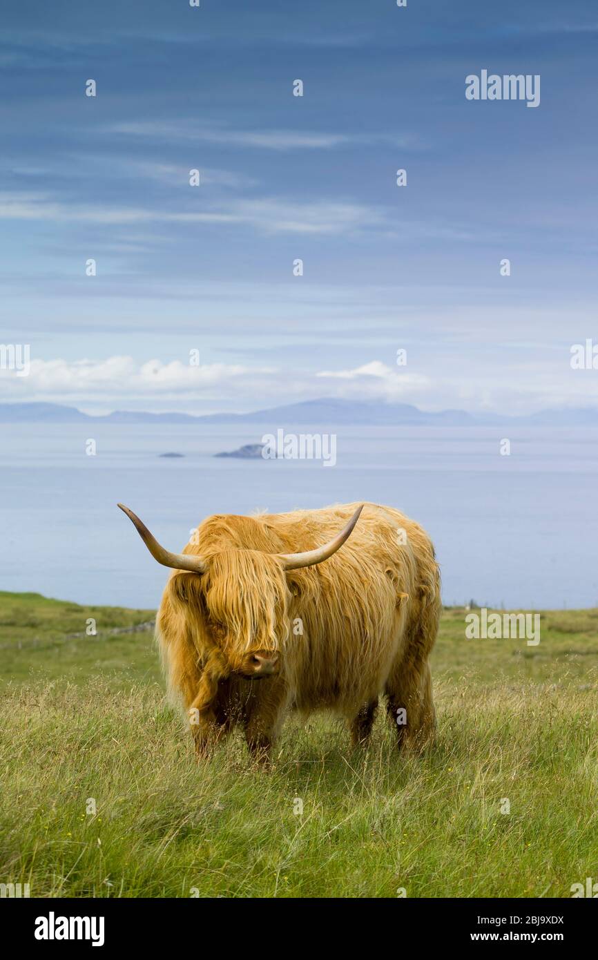 The Scottish Highland cattle breed Stock Photo - Alamy