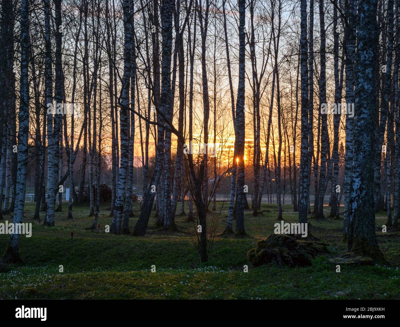 birch grove in spring, early morning, backlight picture Stock Photo - Alamy