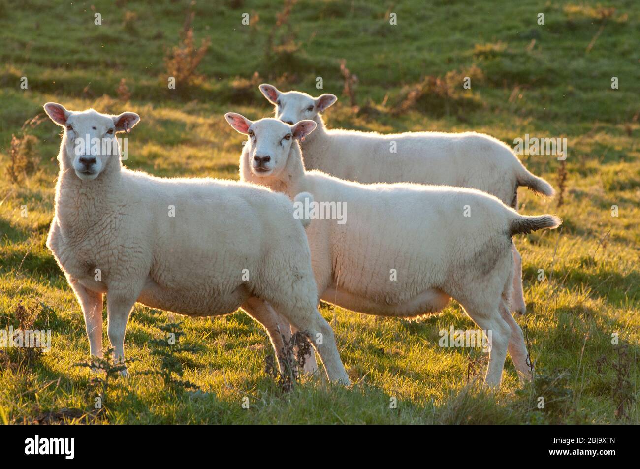 Scottish sheep in situ Stock Photo - Alamy
