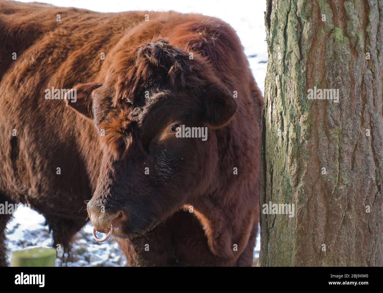 Red bull hi-res stock photography and images - Alamy