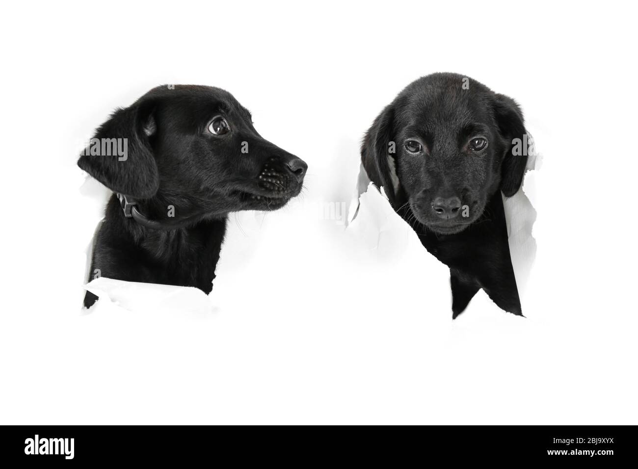 Funny Labrador puppies looking through paper Stock Photo - Alamy