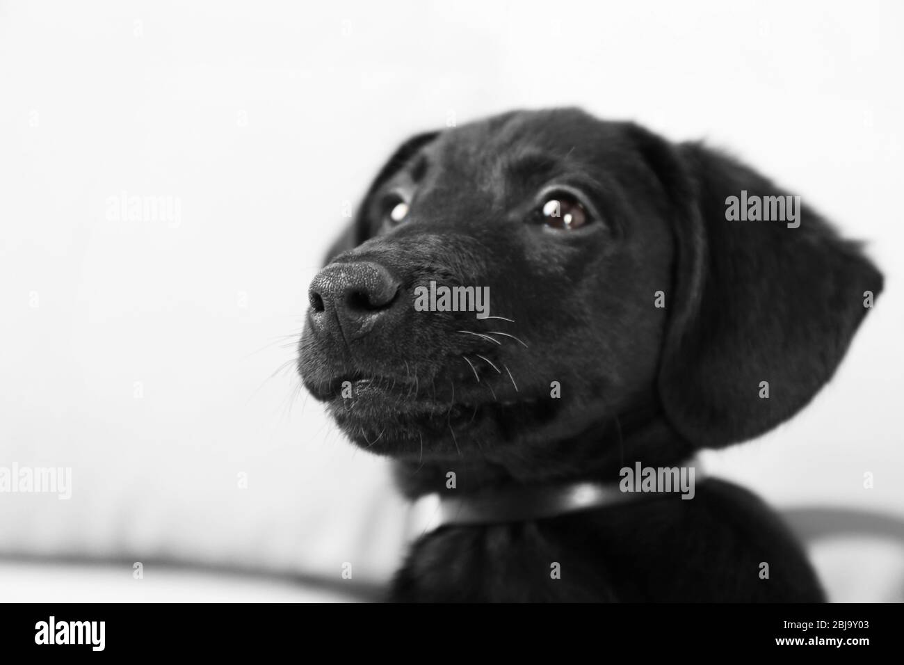 Funny Labrador puppy, closeup Stock Photo - Alamy