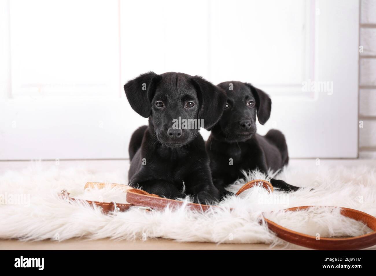 Cute Labrador puppies on white carpet Stock Photo - Alamy