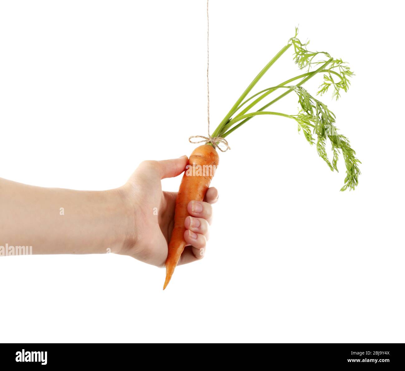 Motivation concept of hanging carrot on stick, isolated on white Stock ...