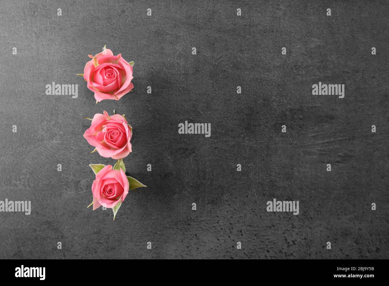 Beautiful roses on grey background Stock Photo - Alamy