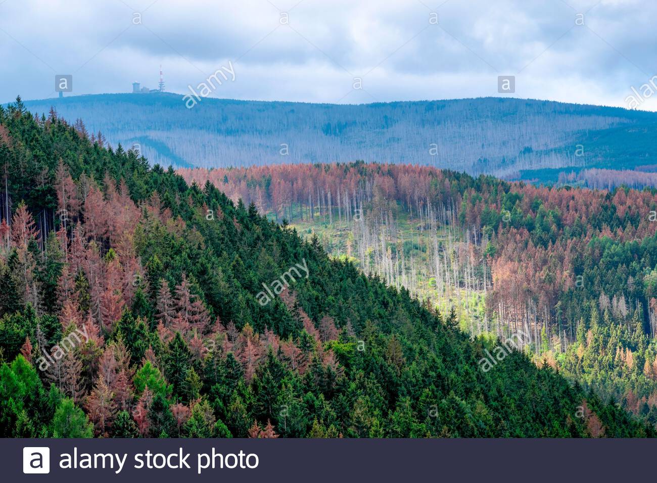 Fichtenwald Stock Photos & Fichtenwald Stock Images - Alamy