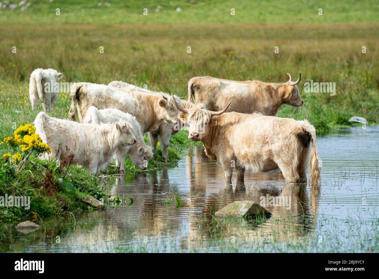 The Scottish Highland cattle breed Stock Photo - Alamy