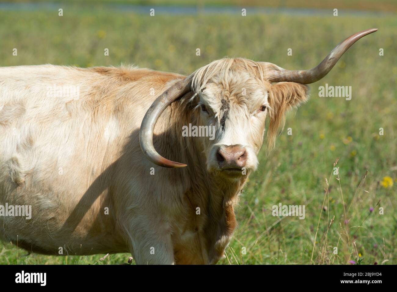 Wonky hi-res stock photography and images - Alamy
