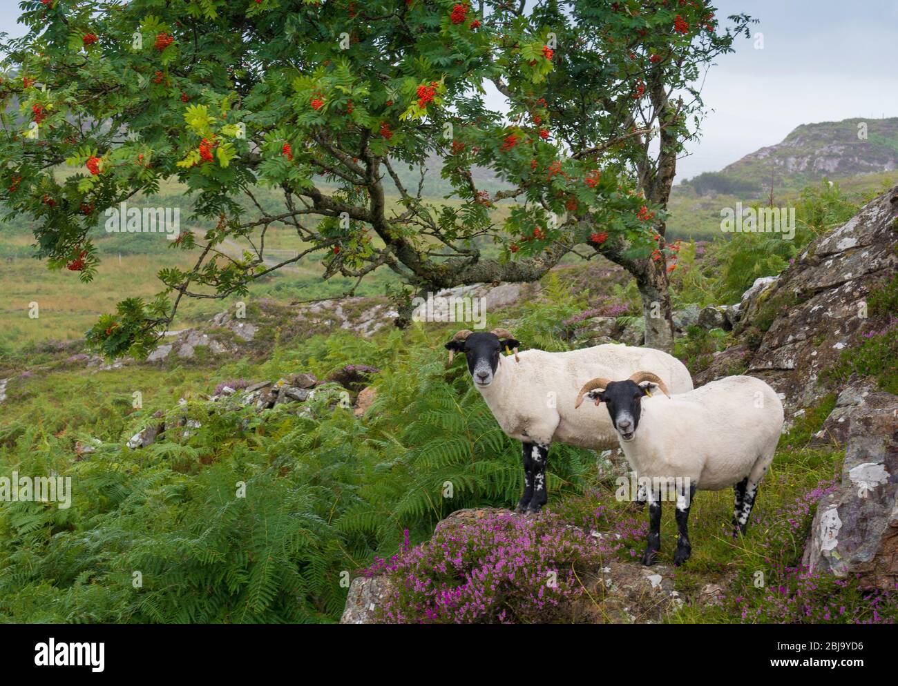 Scottish sheep in situ, on Isle of Skye Stock Photo - Alamy
