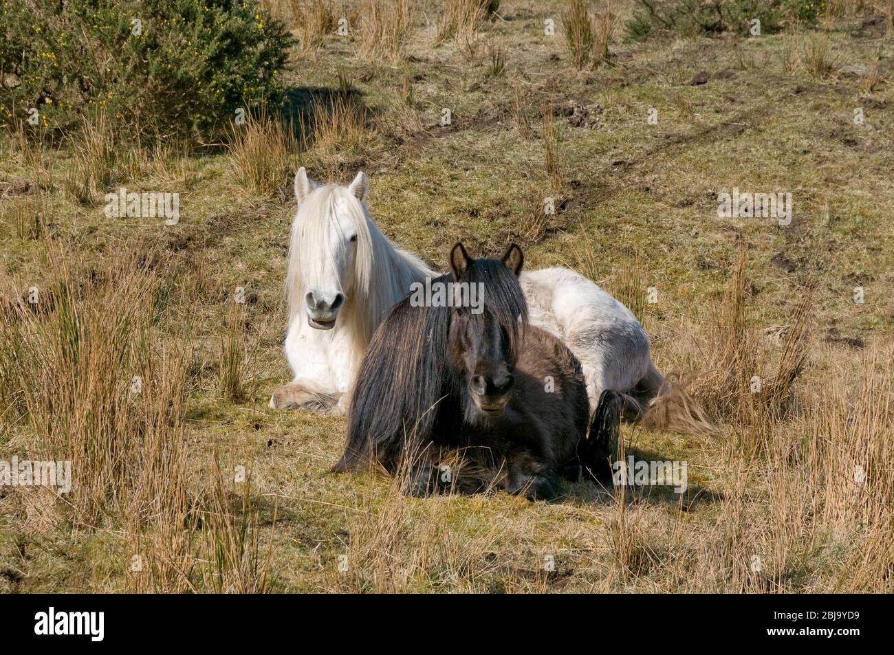 Scottish Highland Pony Stock Photo - Alamy