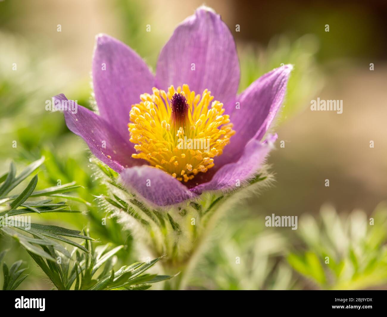 Closeup of a wild pasque flower (Pulsatilla vernalis) in springtime ...