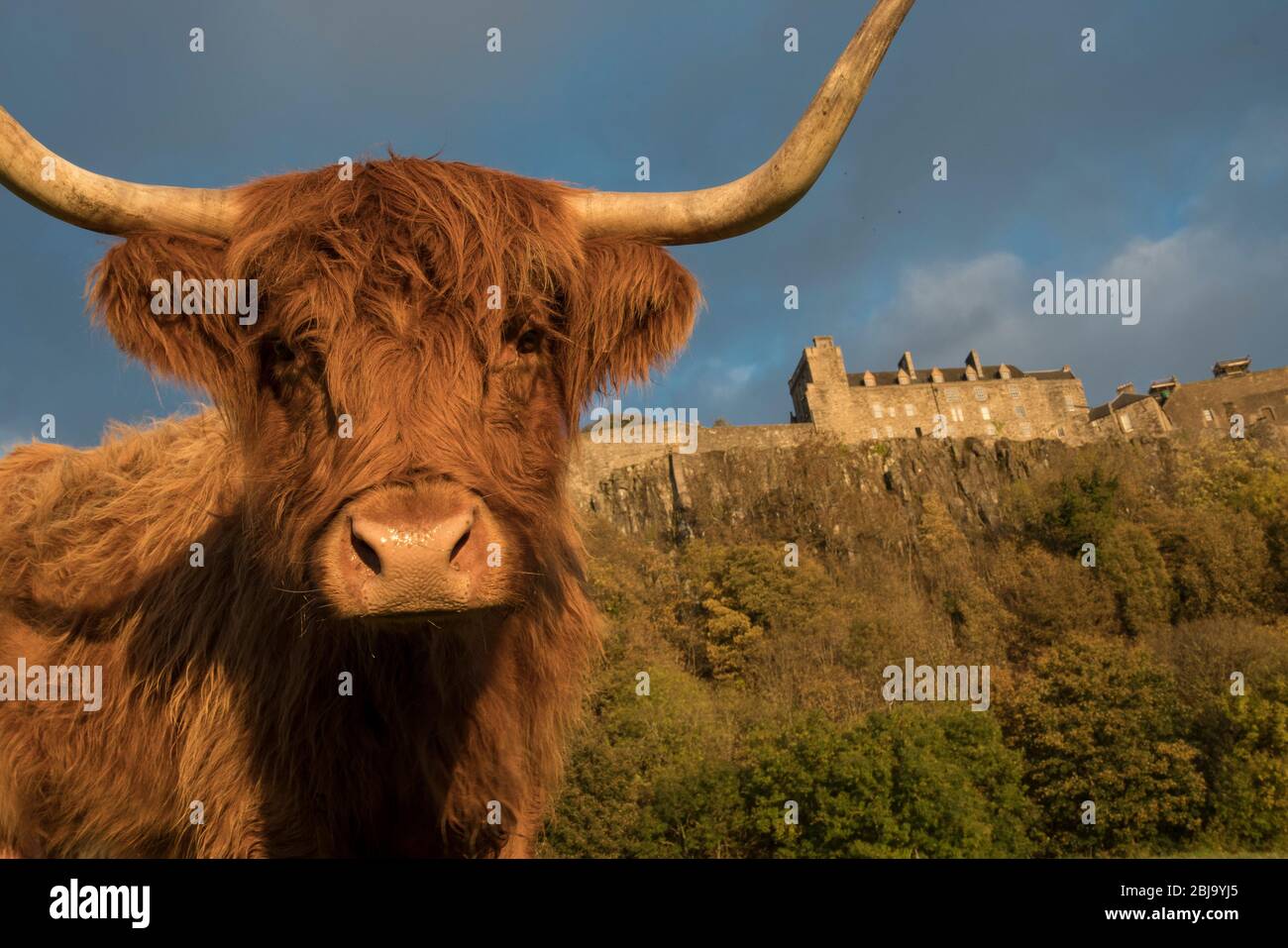 Highland Cattle Breed High Resolution Stock Photography and Images - Alamy