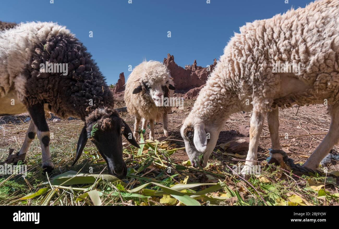 Eating moroccan hi-res stock photography and images - Alamy