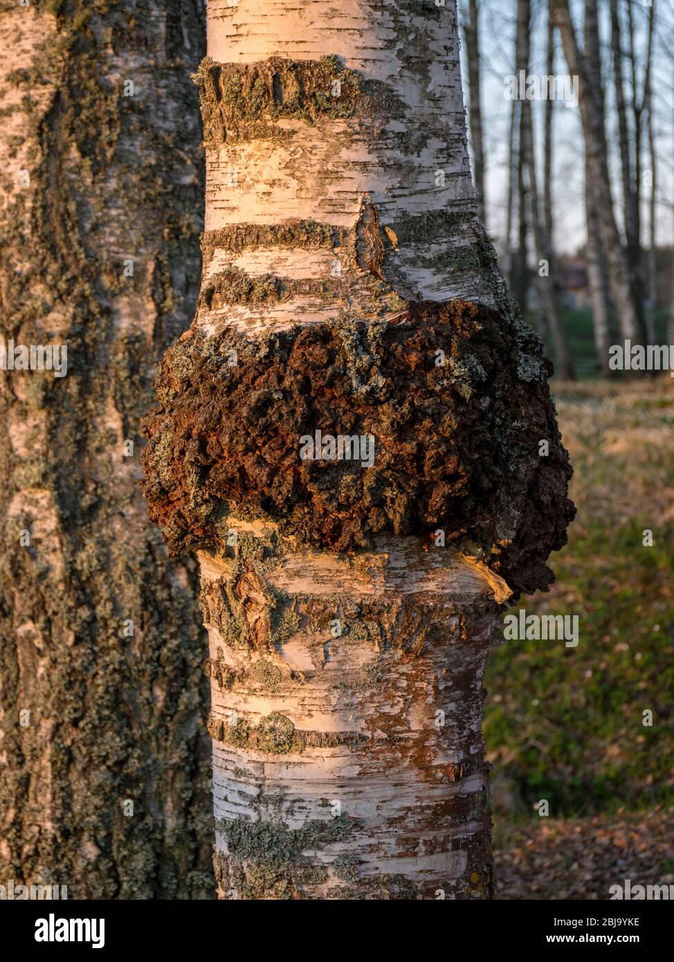 Chaga picture hi-res stock photography and images - Alamy