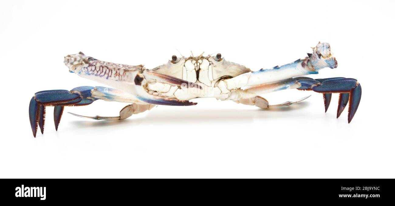 blue crab isolated on white background Stock Photo - Alamy