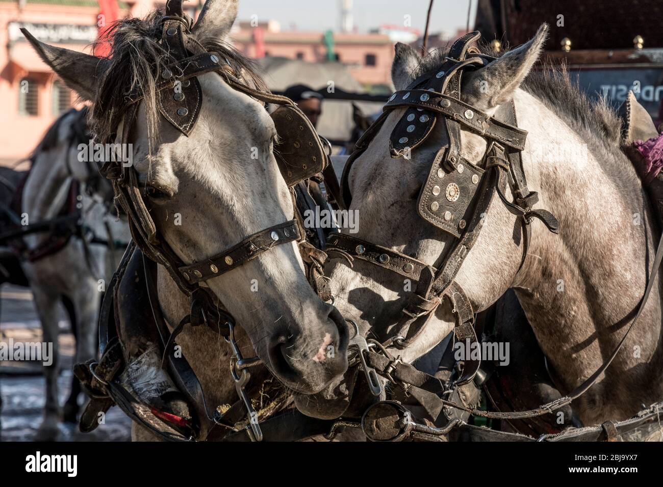 two affectionate caleche horses, marrakech Stock Photo - Alamy