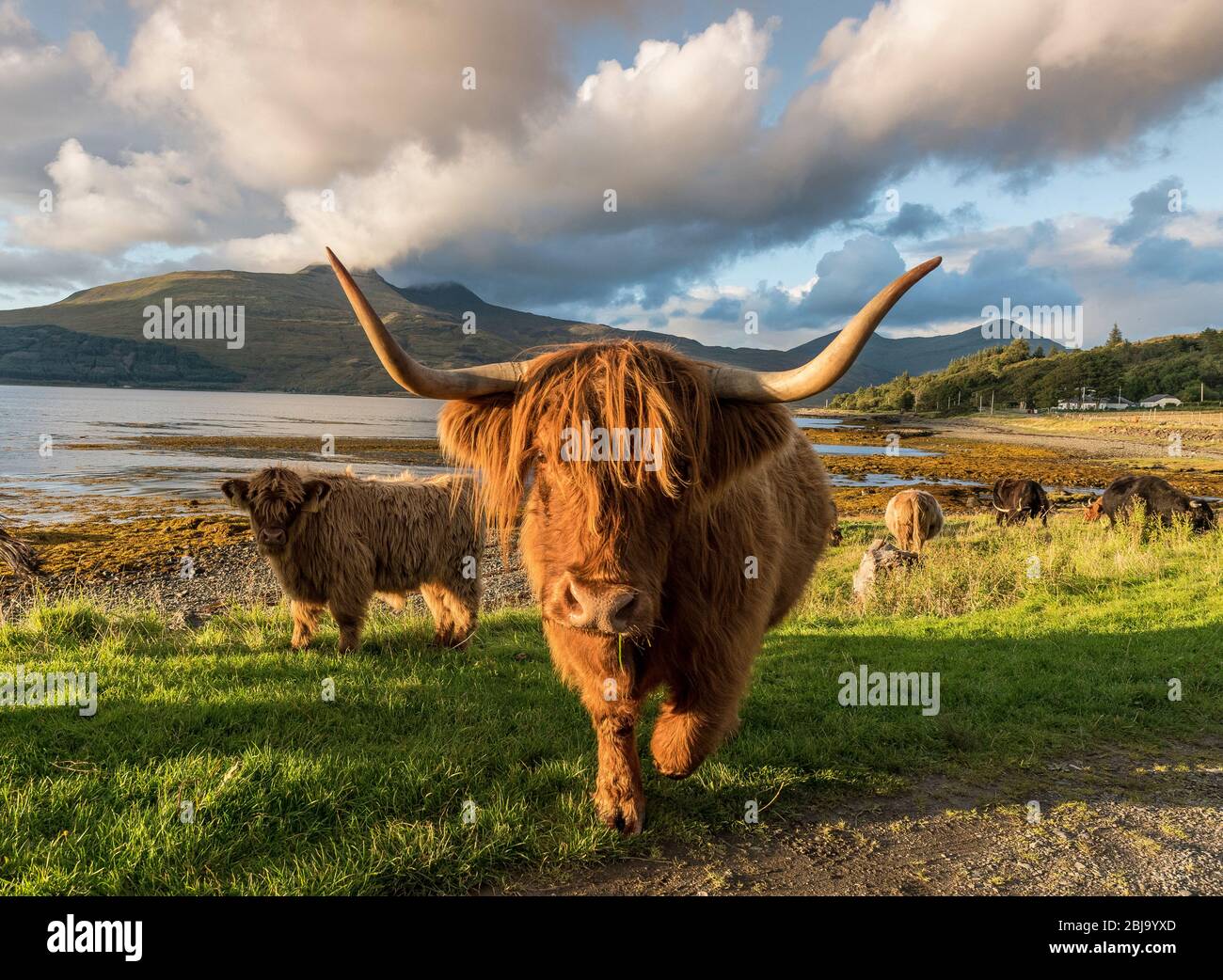 The Scottish Highland cattle breed Stock Photo - Alamy