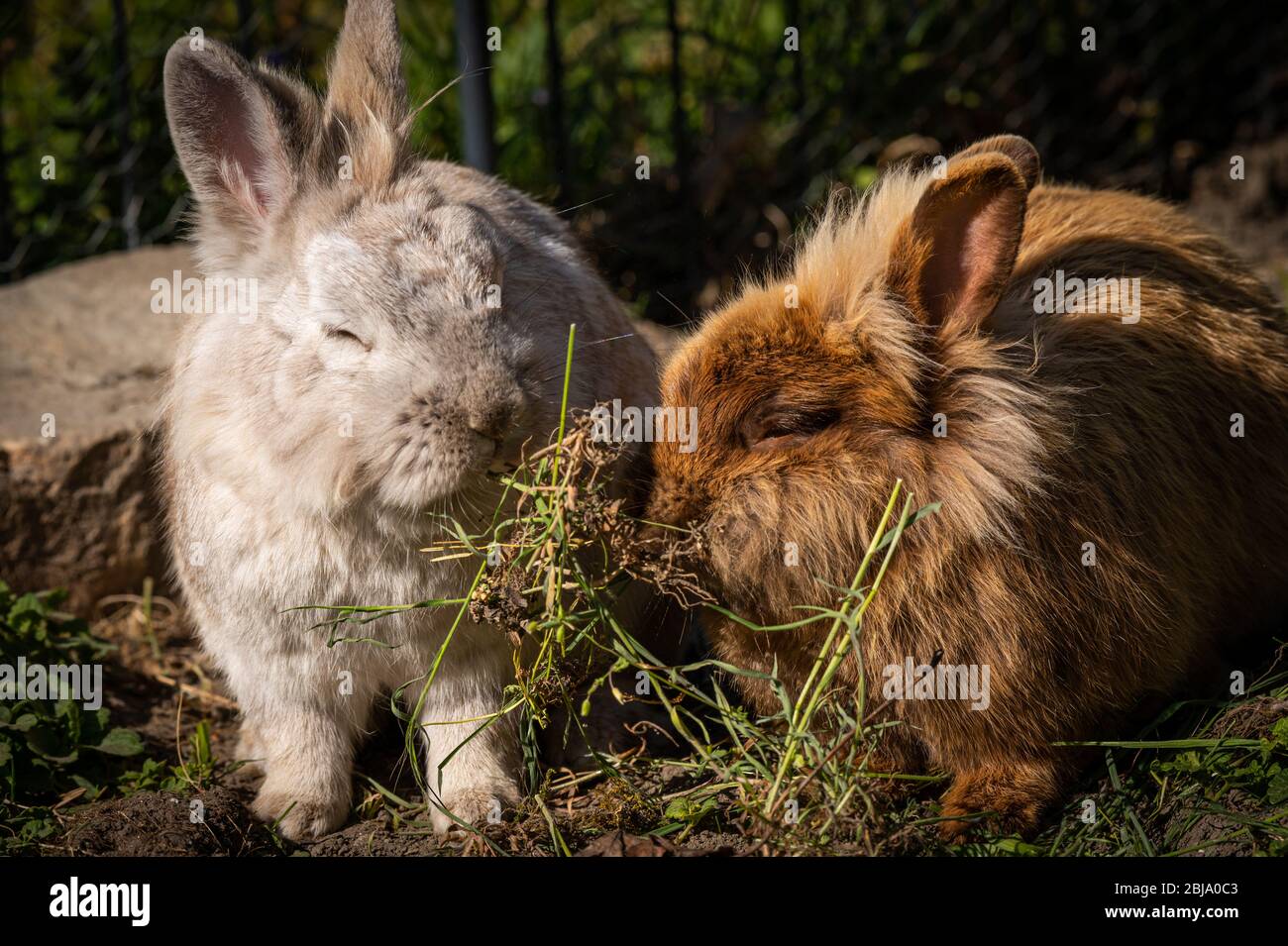Two Cute Rabbits High Resolution Stock Photography and Images - Alamy