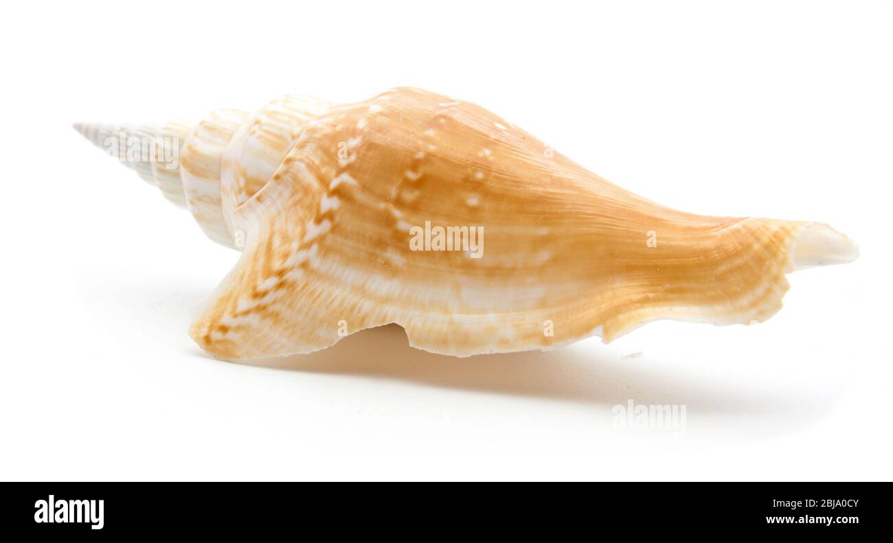 Collection sea shell isolated on white background Stock Photo - Alamy